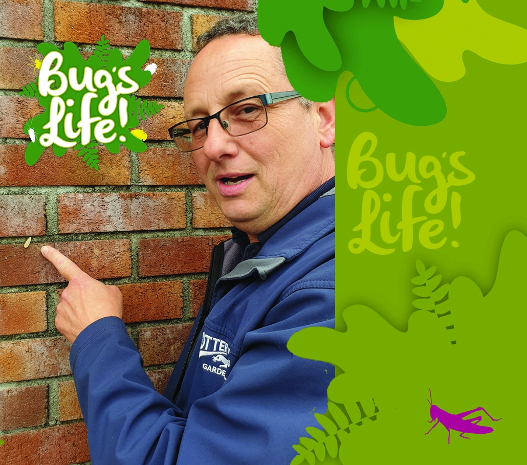 Bug-tastic Explorers: Unraveling the Wonders of Bugs! - Otter Garden ...