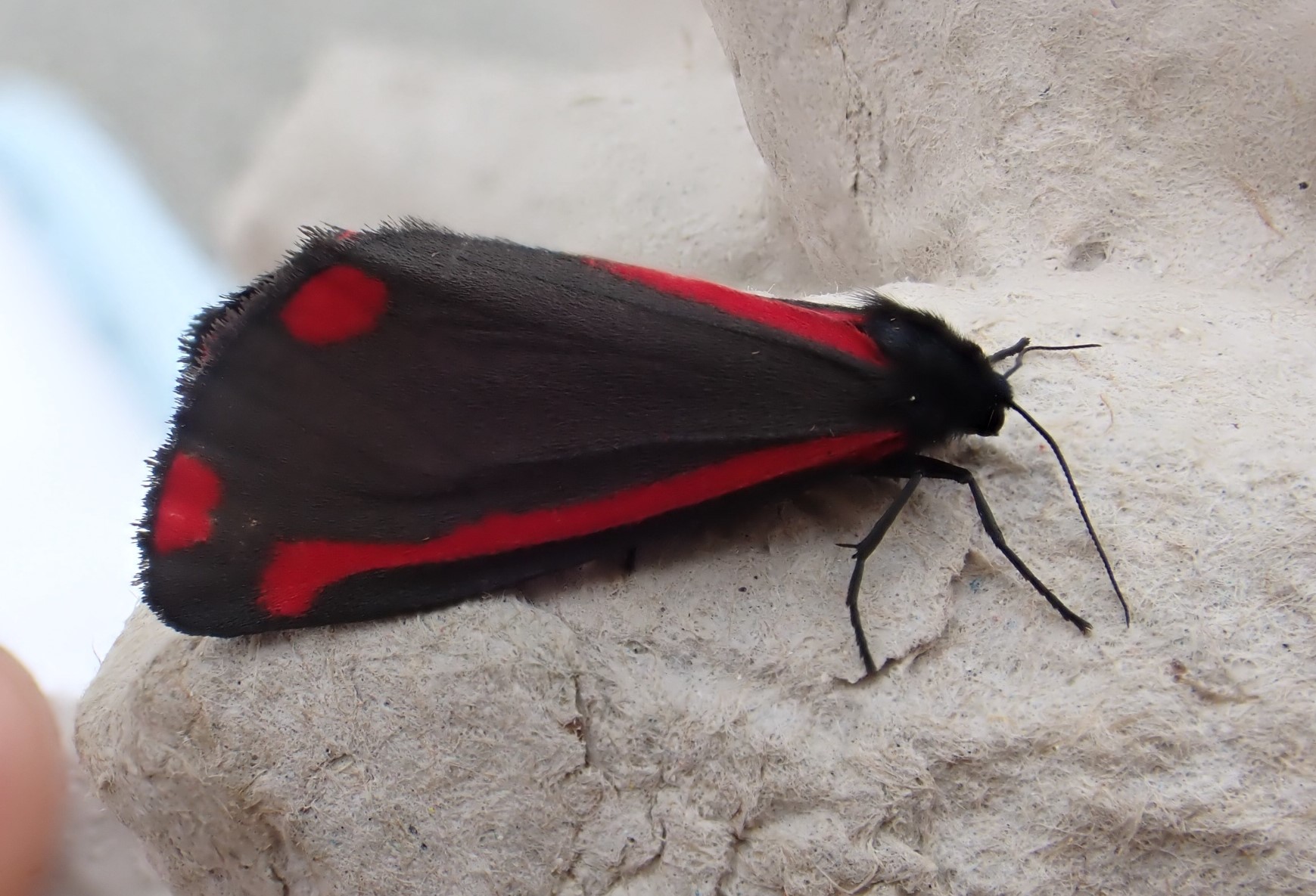 Rare Moths sighted at Otter Plymouth - Otter Garden Centres