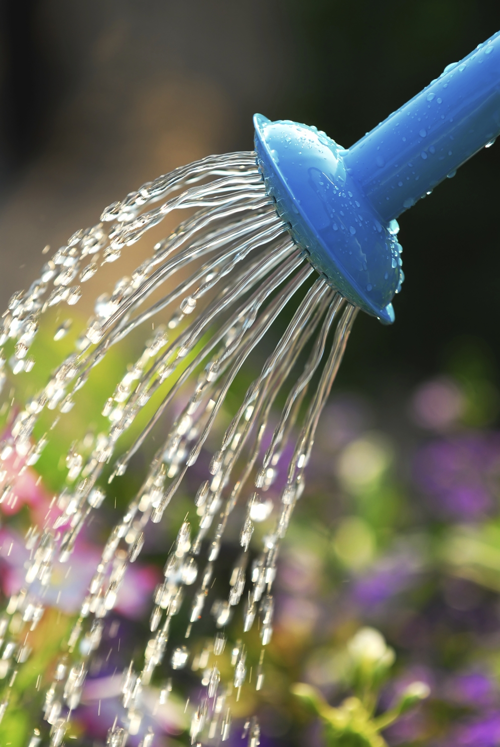 Using water wisely in a heatwave - Otter Garden Centres