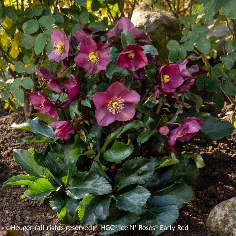Hellebores - Otter Garden Centres