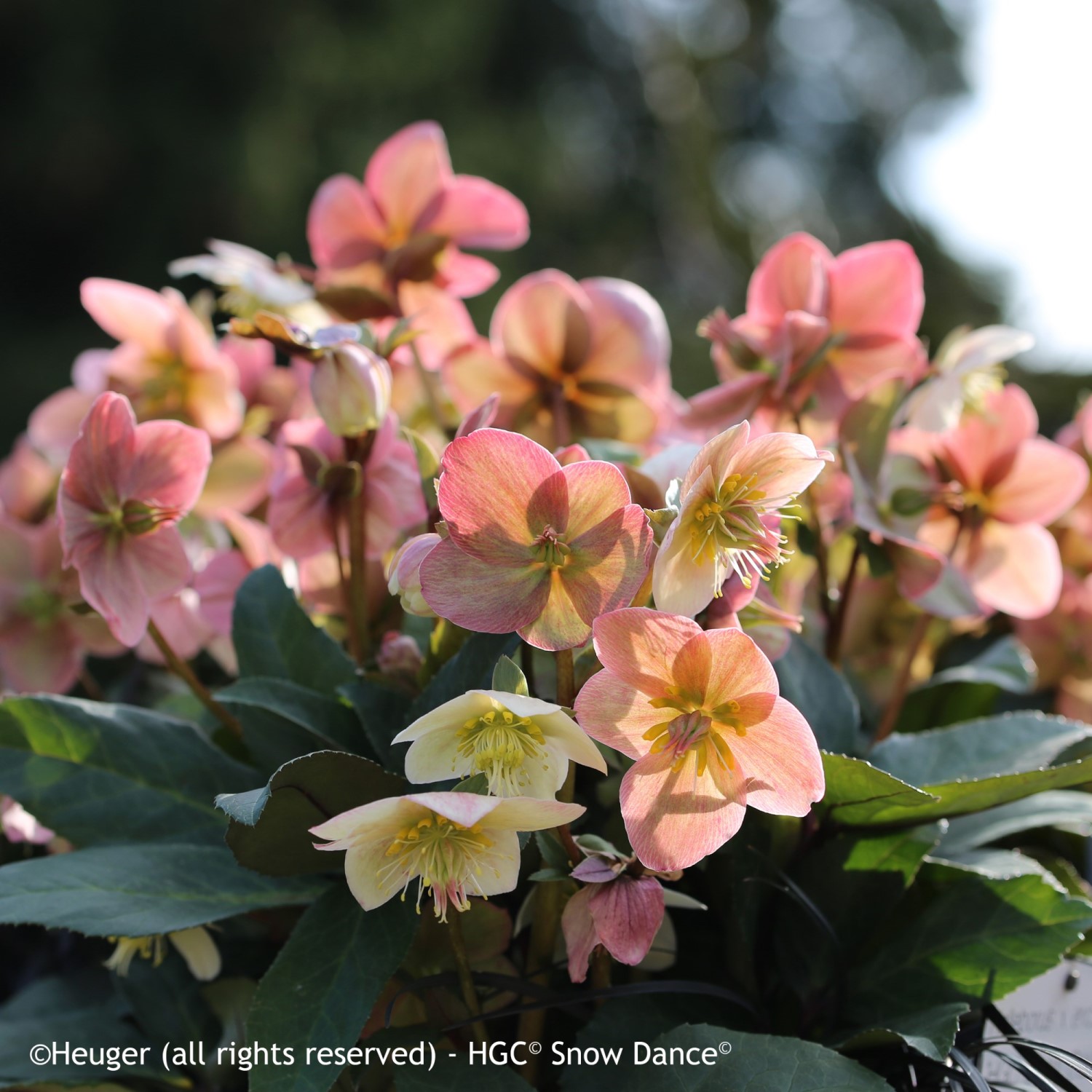 Helleborus x ericsmithii 'Snow Dance' - 3 litre pot - Otter Garden Centres