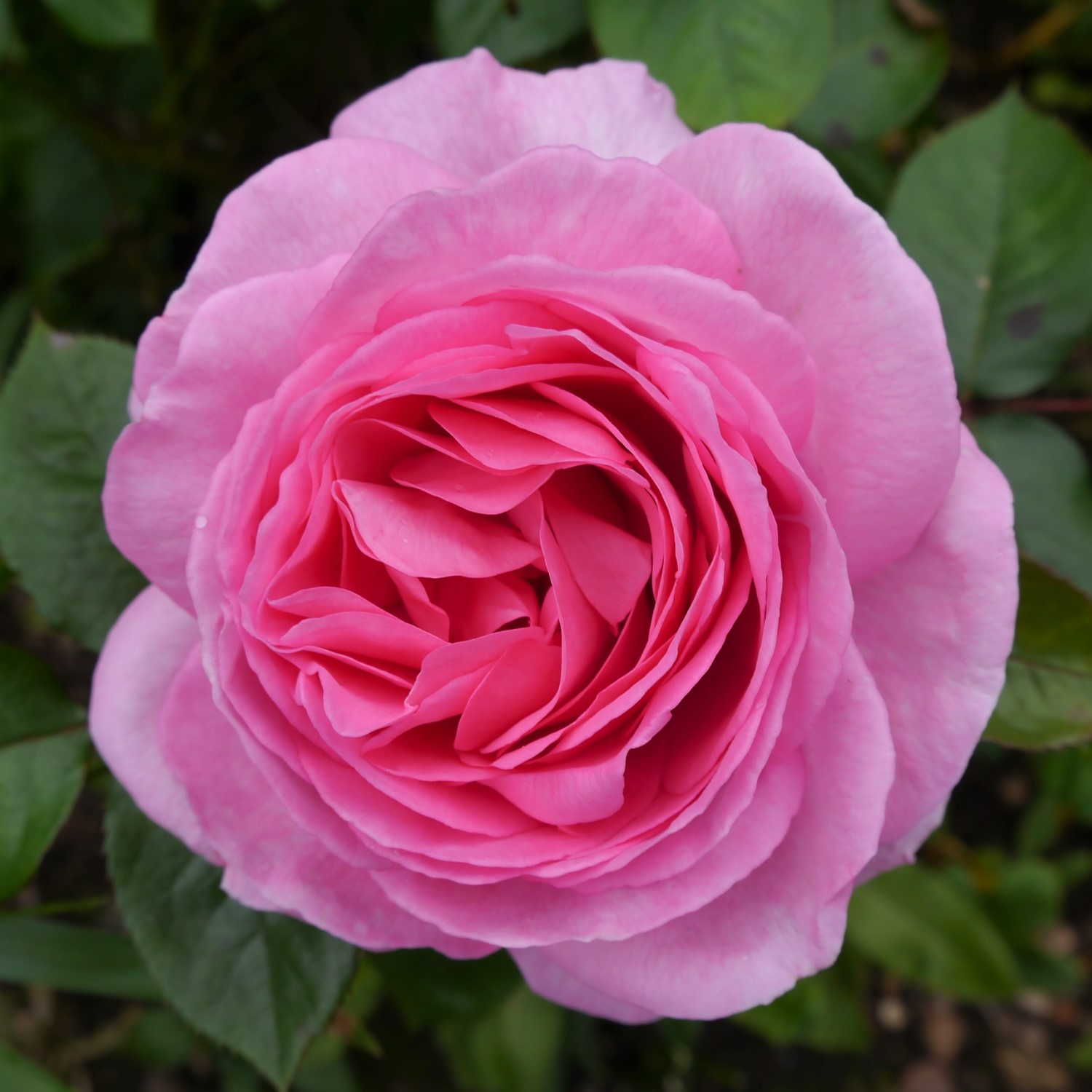 Rosa Mum In A Million PBR 3 Litre Otter Garden Centres