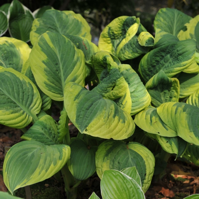 Hosta 'Carnival' - 3 litre pot - Otter Garden Centres