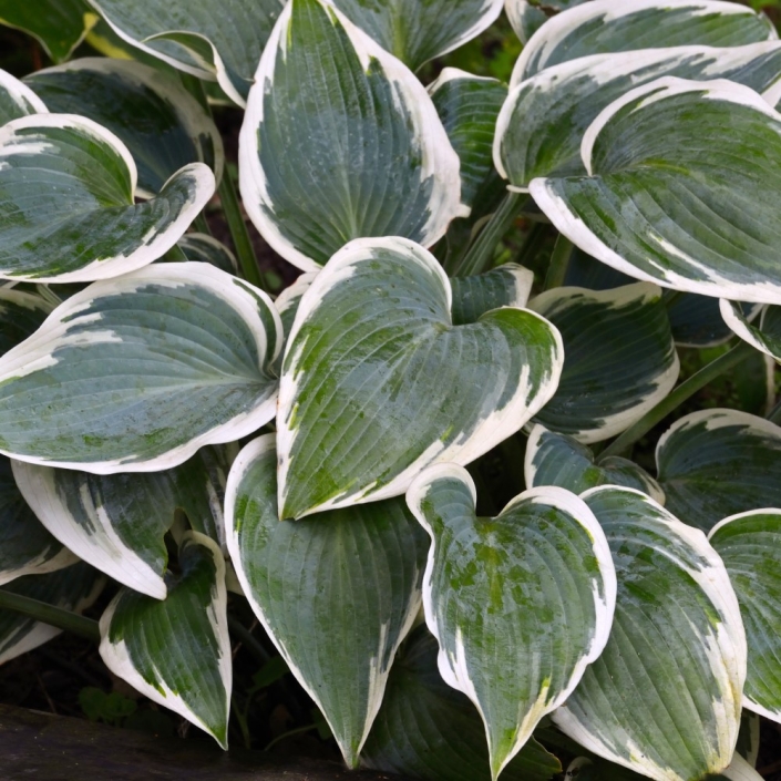 Hosta 'First Frost' - 3 litre pot - Otter Garden Centres
