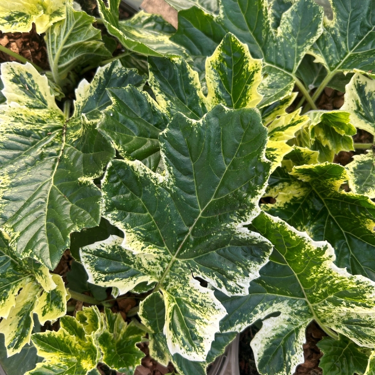 Plant Shop - Otter Garden Centres