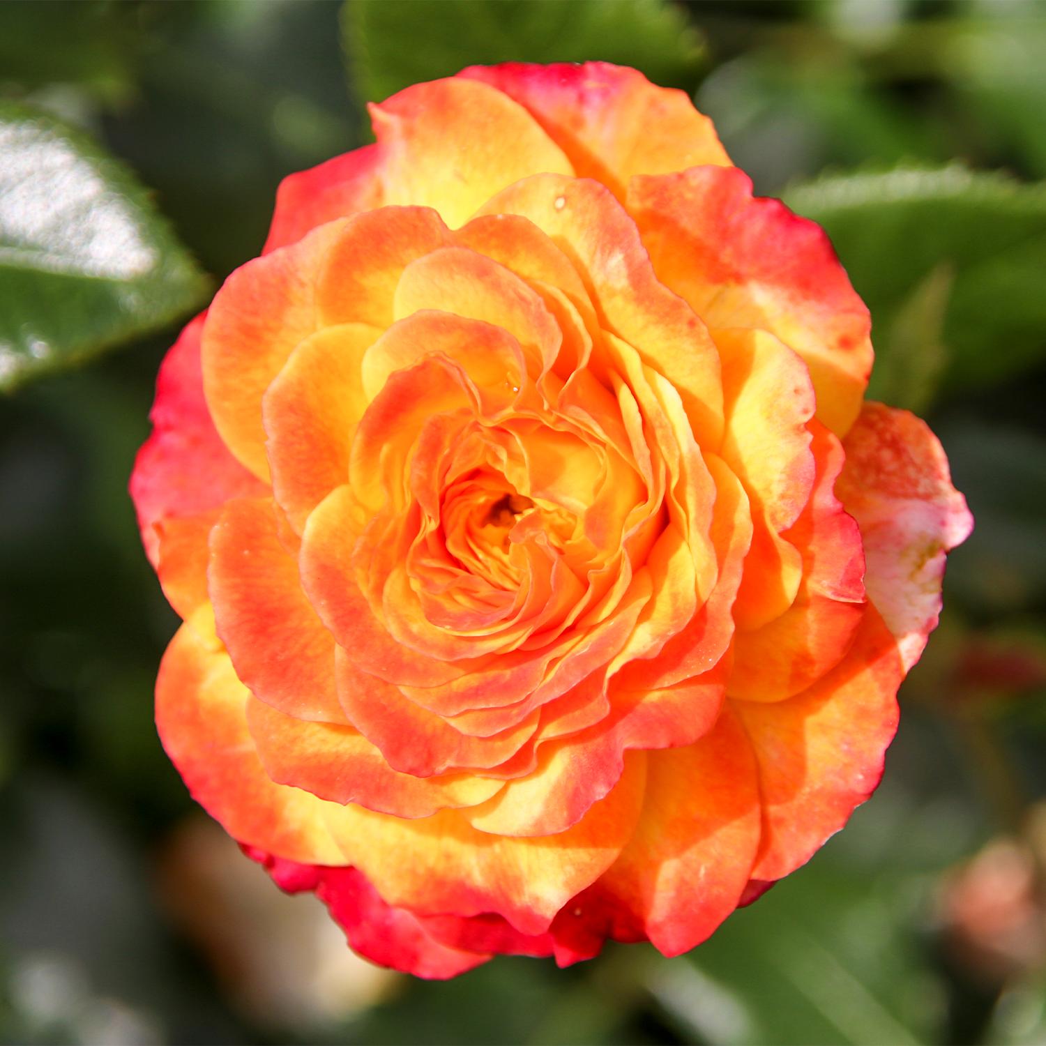 Rosa 'Meteor' - 3 litre pot - Otter Garden Centres