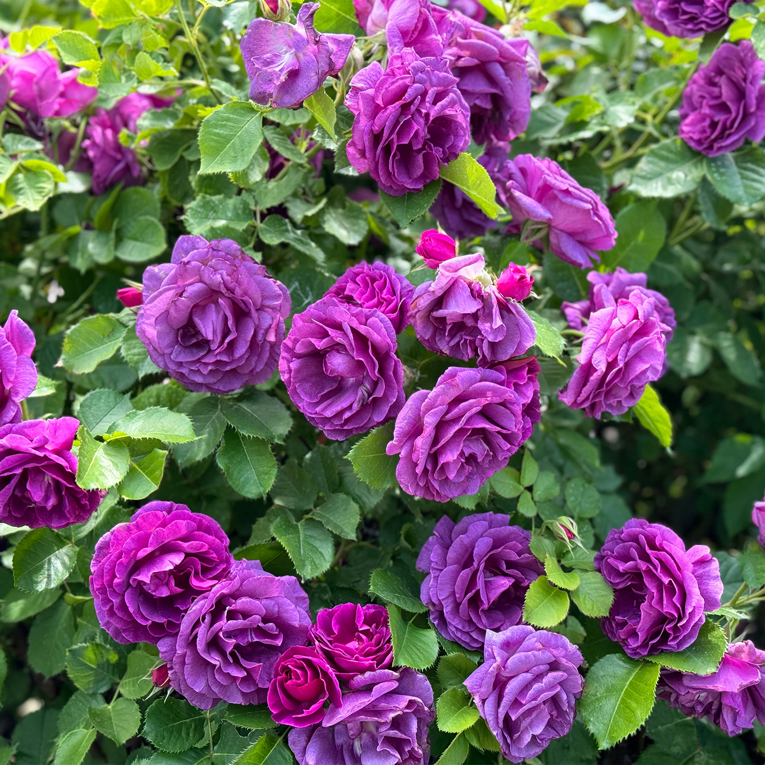 Rosa 'Timeless Purple' - 3 litre pot - Otter Garden Centres